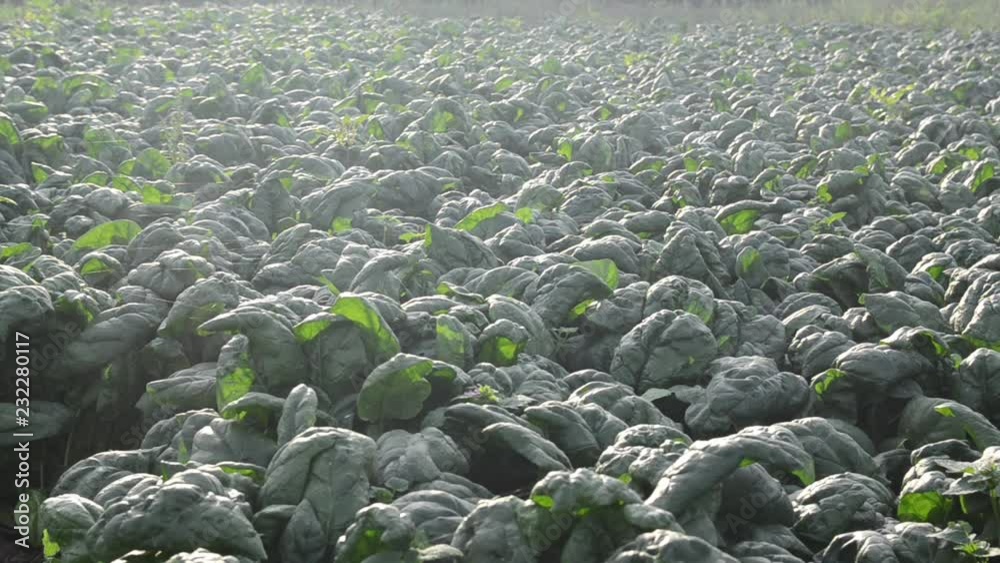 Field of mature spinach ready for harvest. Planting, growing, and ...
