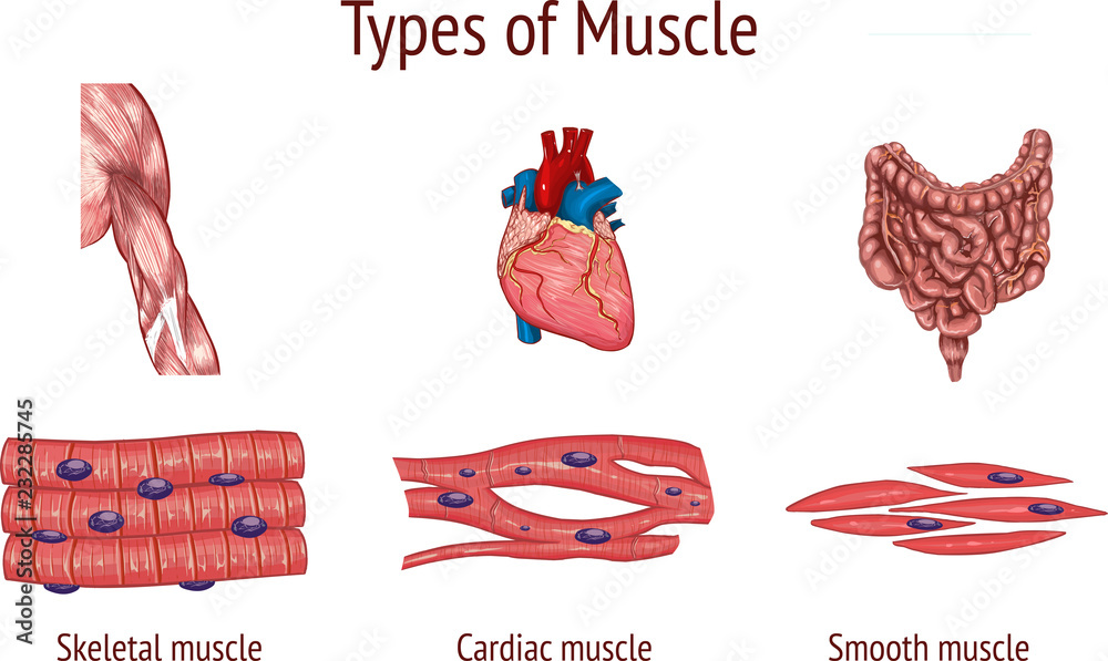 vector illustration of a Types of Muscle Stock Vector | Adobe Stock