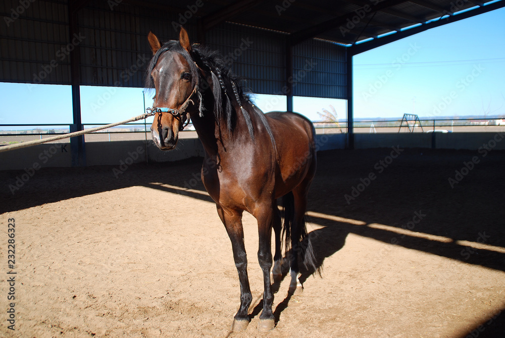 Caballos Pura Sangre Espa