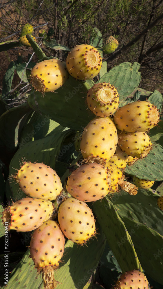 Foto de The edible fruit known as prickly pear or cactus fruit of ...