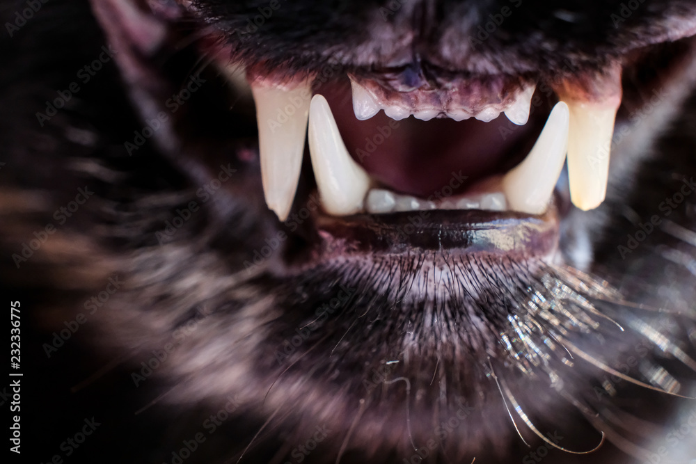 Cat Front Teeth