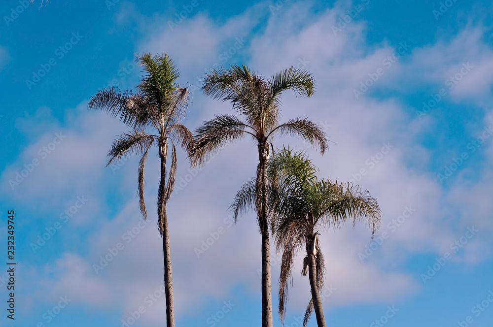 Three palms trees seen in front of a bright blue sky with wispy white clouds in it Stock Photo ...