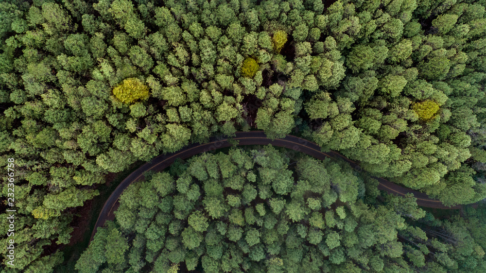 Tree top view of Pine Trees on Maui Stock Photo | Adobe Stock