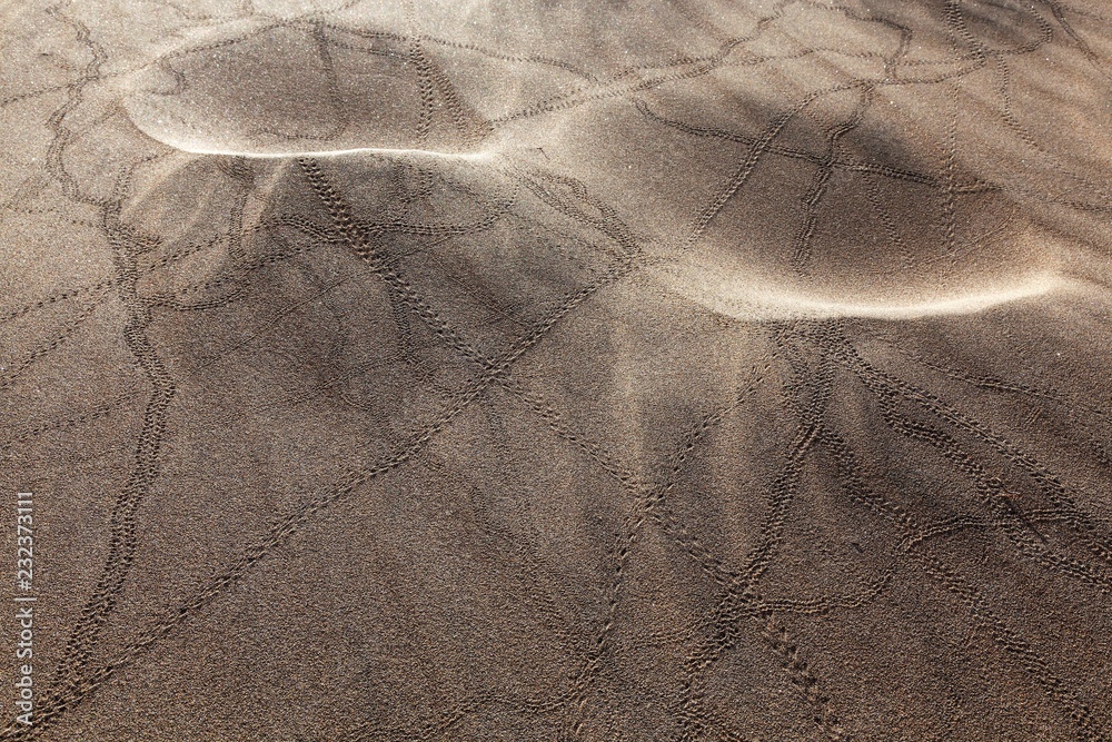 Animal tracks, beetle tracks in the sand, dunes of Maspalomas, Dunas de ...