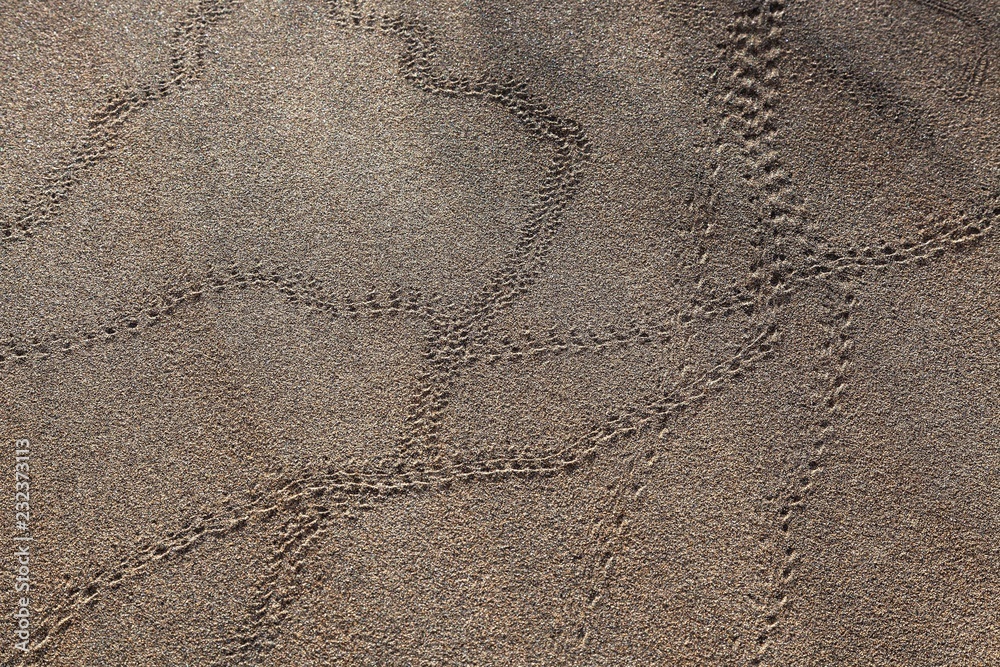 Animal tracks, beetle tracks in the sand, dunes of Maspalomas, Dunas de ...