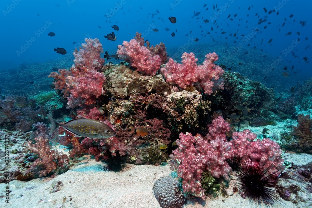 Foto Stock Coral Reef with Orange-spotted trevallys (Caranx bajad), Red ...