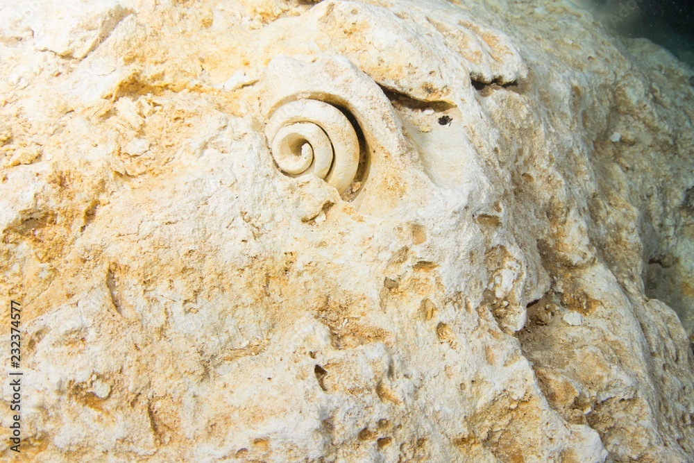 Snail Shell Fossil
