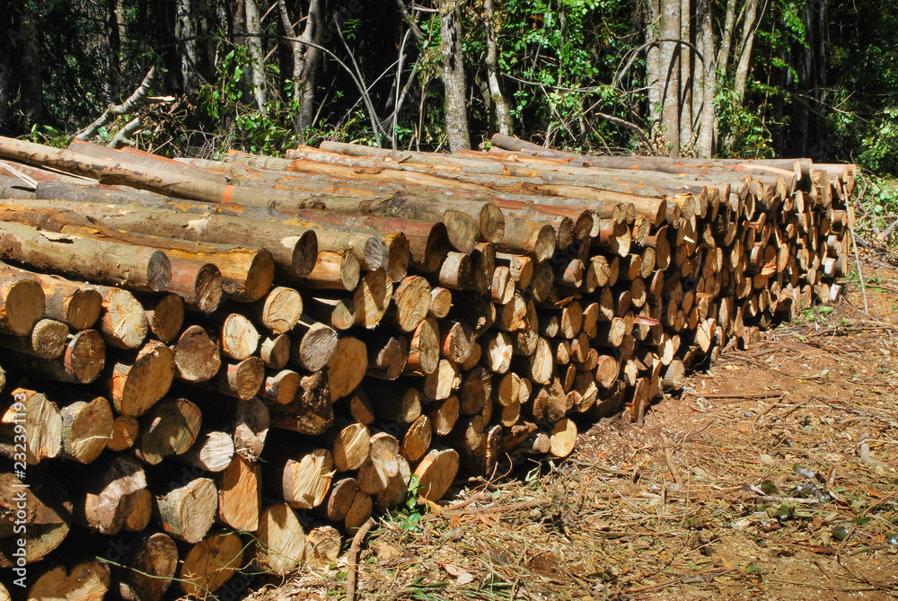 Madera apilada de manejo de bosques Stock Photo | Adobe Stock