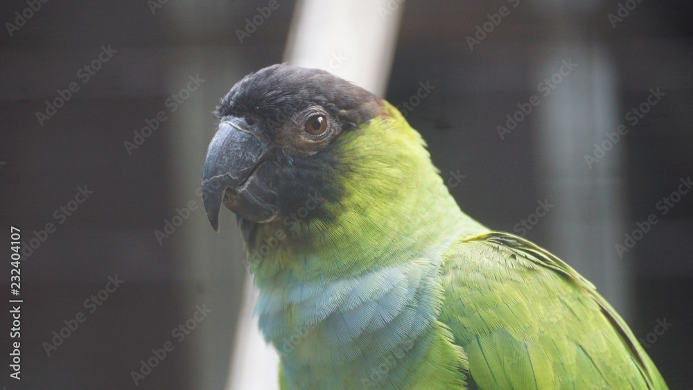 The nanday parakeet, also known as the black-hooded parakeet or nanday ... The nanday parakeet, also known as the black-hooded parakeet or nanday ...