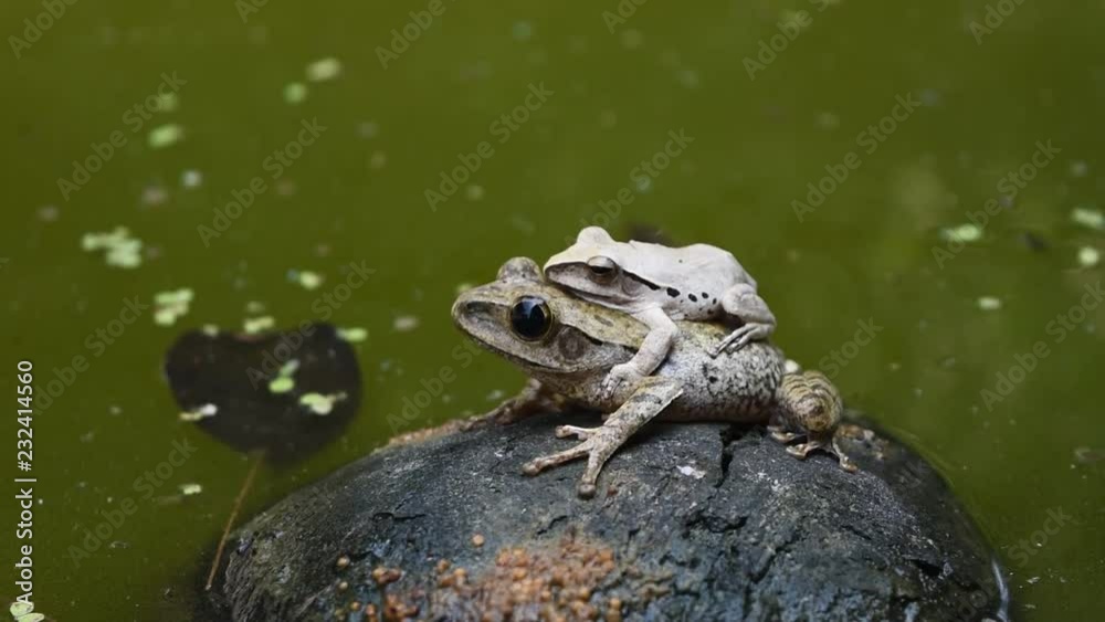 Common tree frog mating on coconut fruit , Amphibians in tropical Asia ...