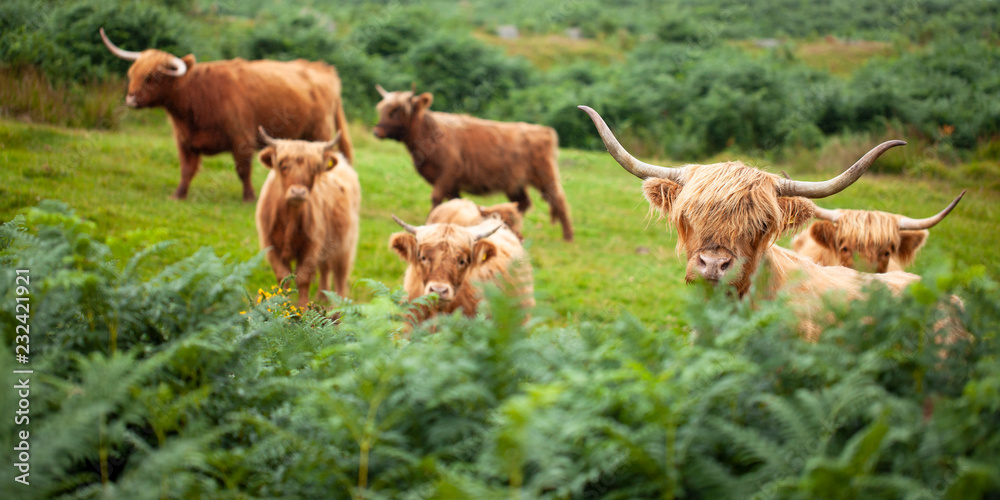 Vaca asomando la cabeza Stock Photo | Adobe Stock