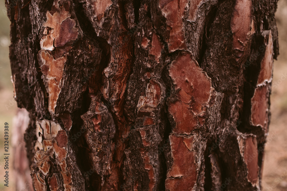 Pine tree bark texture and background, close up view of natural and ...
