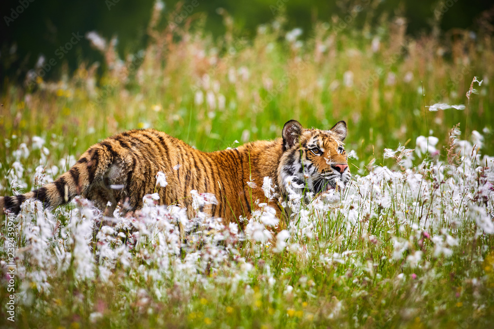 Amur tiger running in the forest. Action wildlife scene with danger ...
