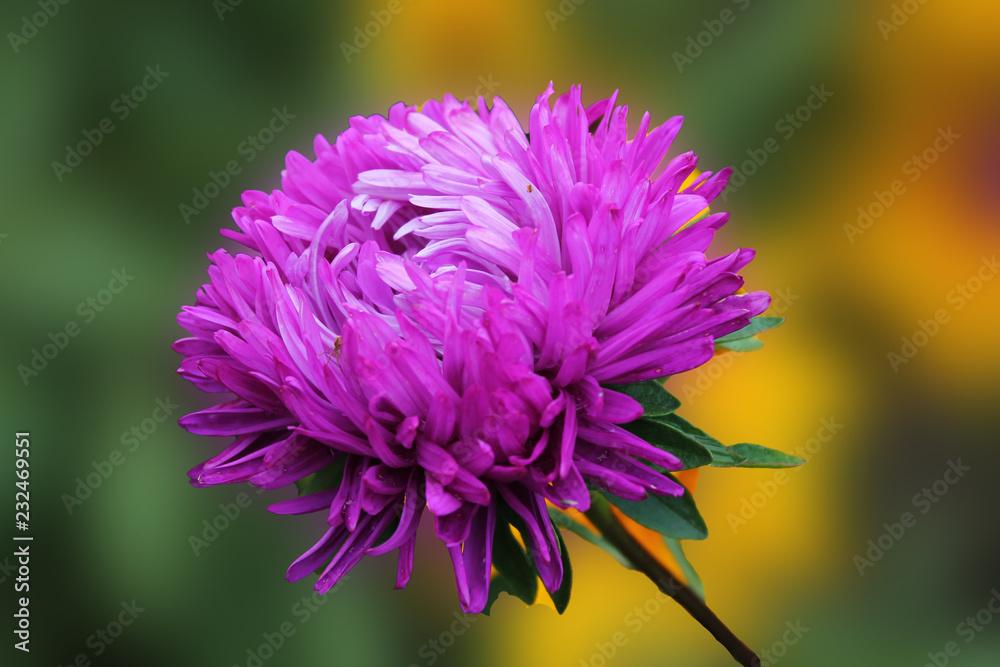 purple aster basks in the sunshine of a summer day. Aster flower on an ...