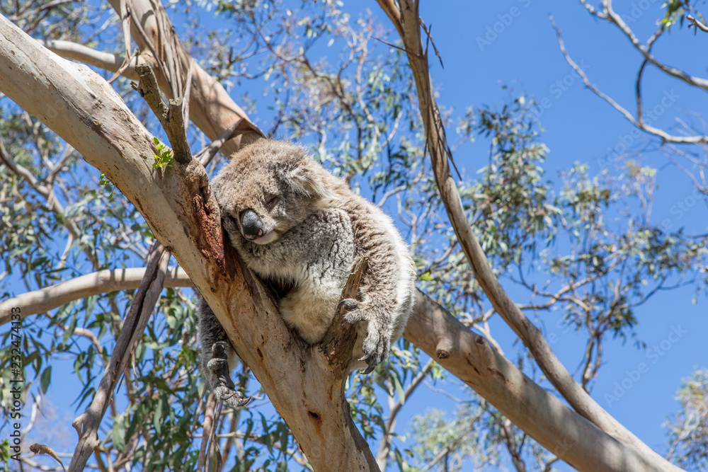Koala in eukalyptus tree, Great Ocean Road, Australia Stock Photo ...