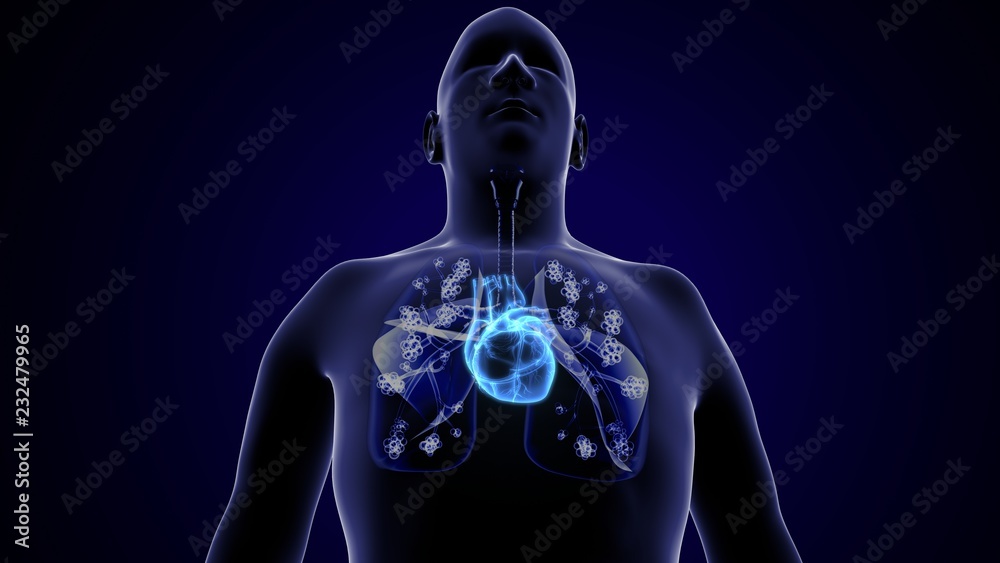 3d illustration of Lungs Anatomy - with detailed Alveoli - detailed ...