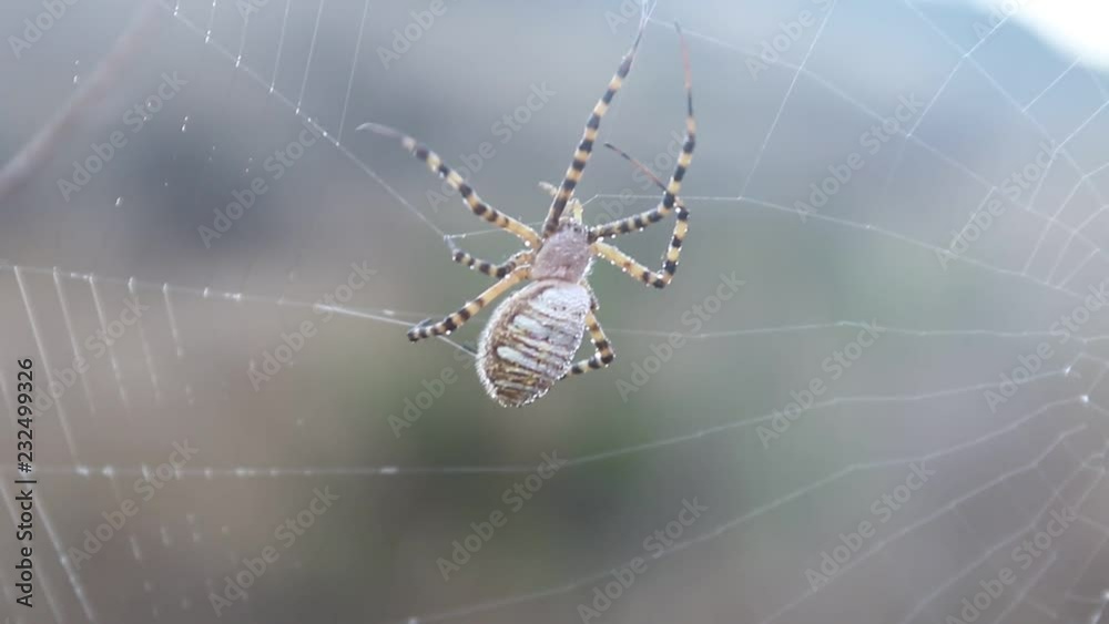 Banded Garden Spider, Orb-Weaver. The males are 4 to 5 millimeters in ...