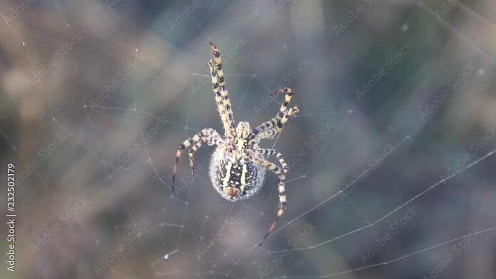 Banded Garden Spider, Orb-Weaver. The males are 4 to 5 millimeters in ...