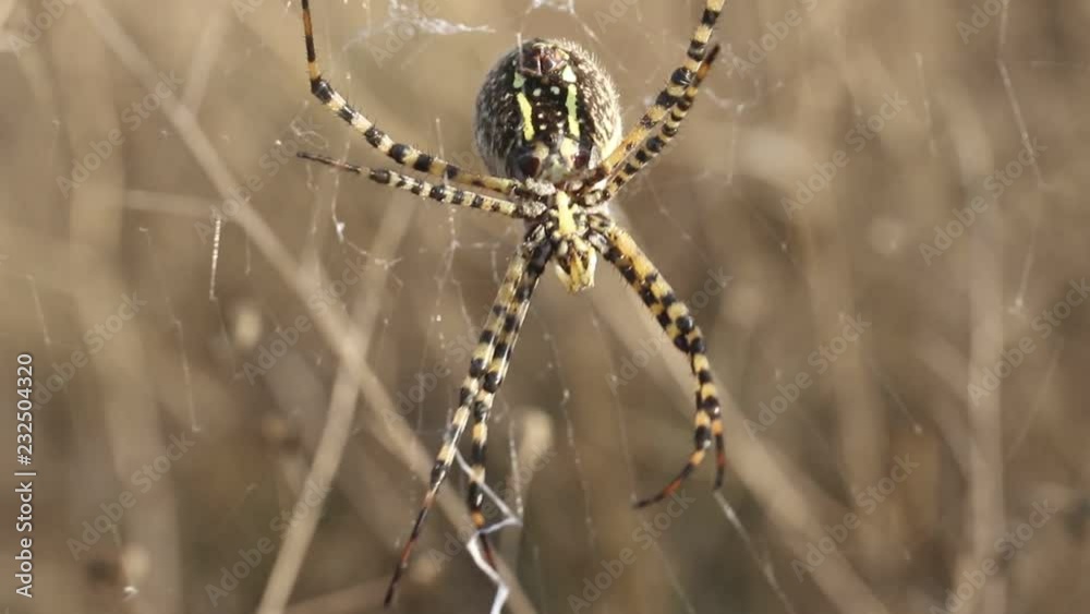 Banded Garden Spider, Orb-Weaver. The males are 4 to 5 millimeters in ...