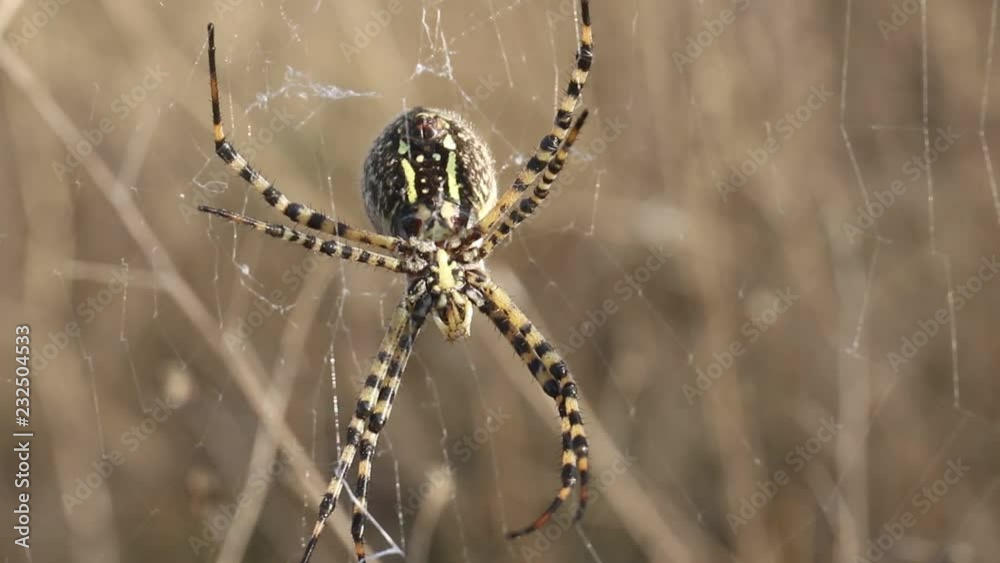 Stockvideon Banded Garden Spider, Orb-Weaver. The males are 4 to 5 ...