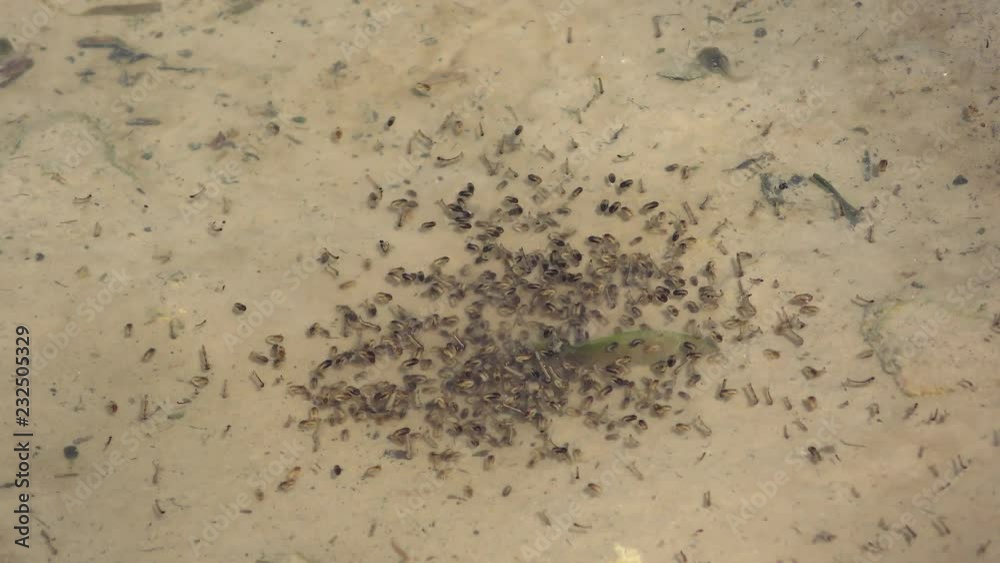 A swarm of water bugs living in water, swimming with long limbs, also ...