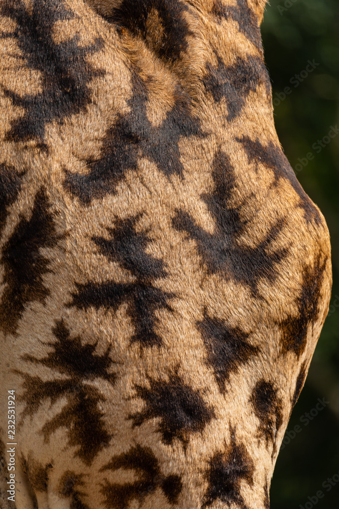 South African giraffe (Giraffa giraffa) markings foto de Stock | Adobe ...