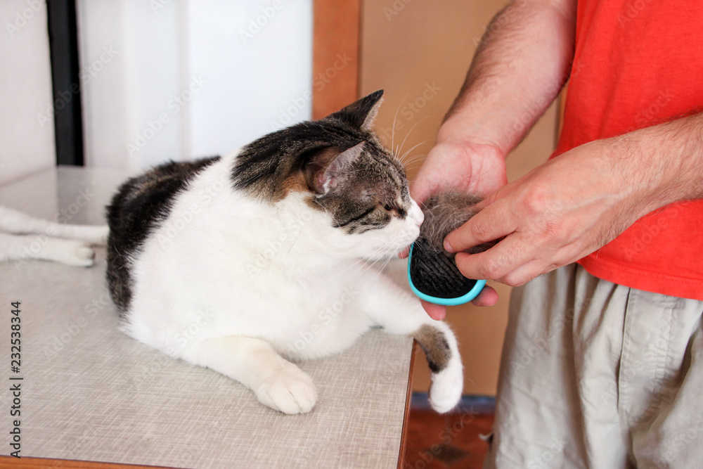 Caring for cat fur. Hand combing by comb cat. Man brushing hair and ...
