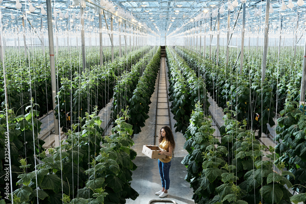 Long-awaited cucumber crop Stock Photo | Adobe Stock
