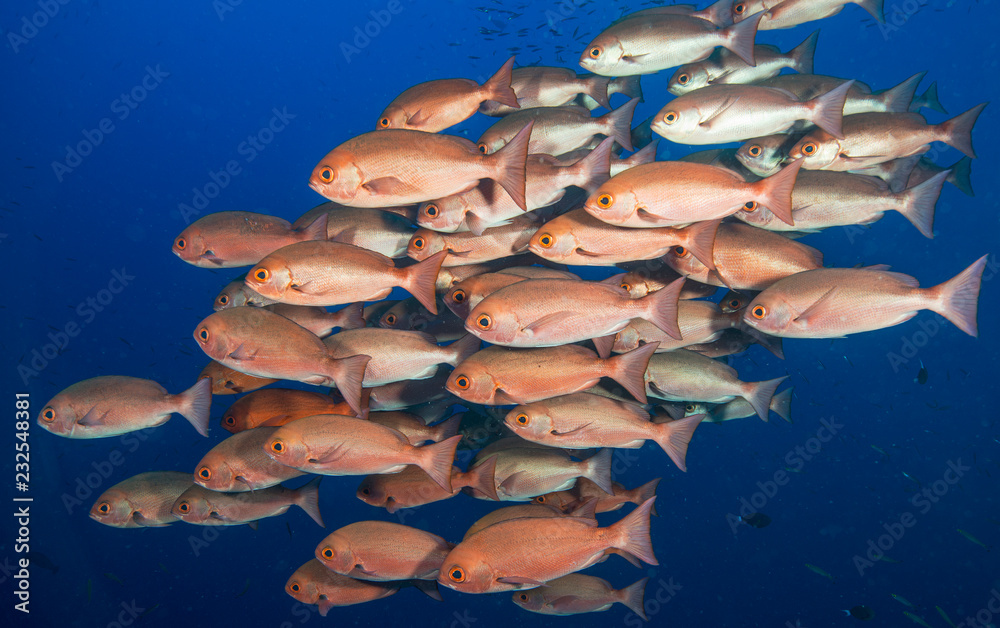 School of red fish Stock-Foto | Adobe Stock