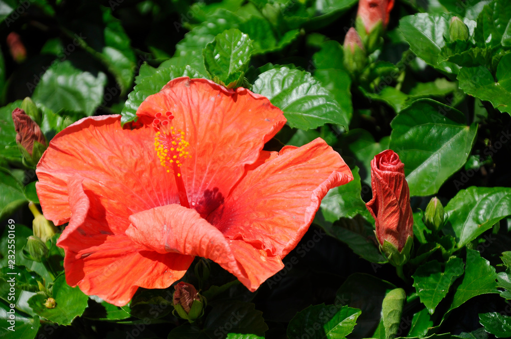 Hibiscus rosa-sinensis or is a genus of flowering plants in the mallow ...