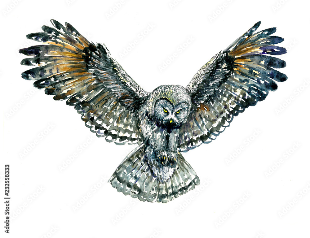 Owl flying with whide open wings, trying to catch something with its ...
