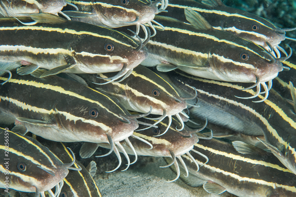 Striped Raphael Catfish