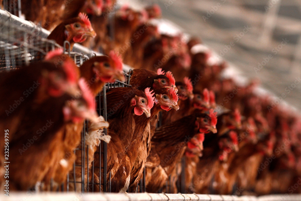 Chicken hatchery Stock Photo | Adobe Stock