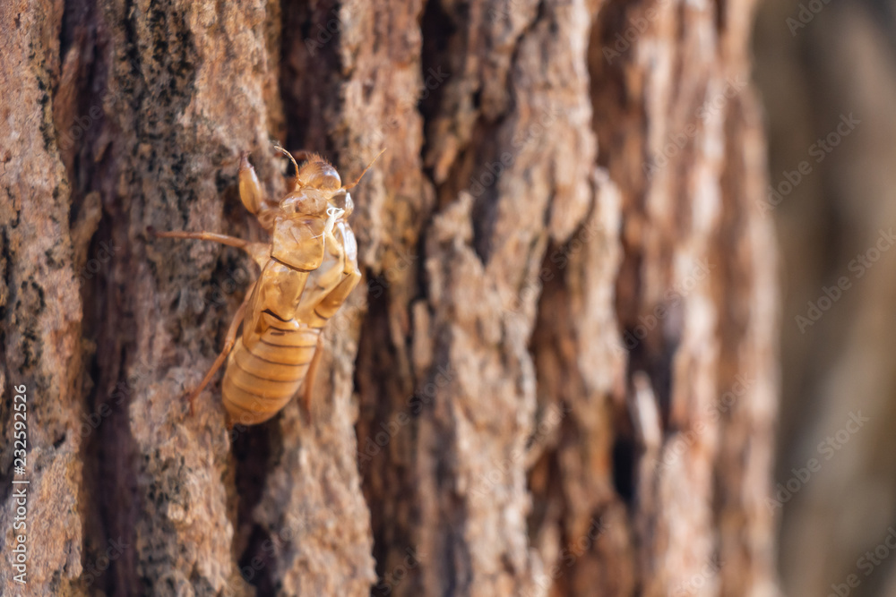 Slough of cicada insect molt on pine tree at Thung salaeng Luang ...