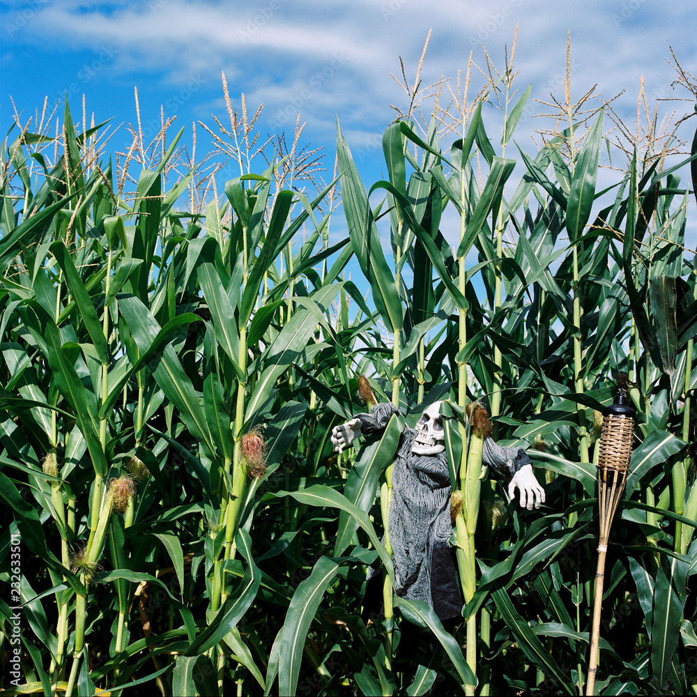 Inside of a Halloween corn maze, the top half of a skeleton takes a ...
