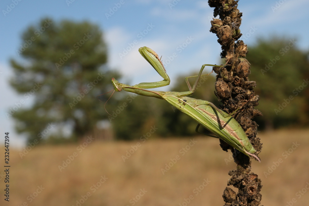 Female of the preying mantis sitting on a vegetation with blurred brown ...