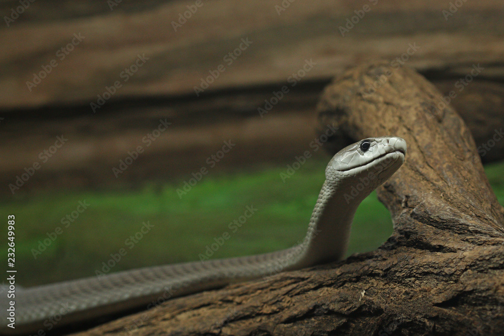 The black mamba, an extremely venomous snake native to parts of sub ...