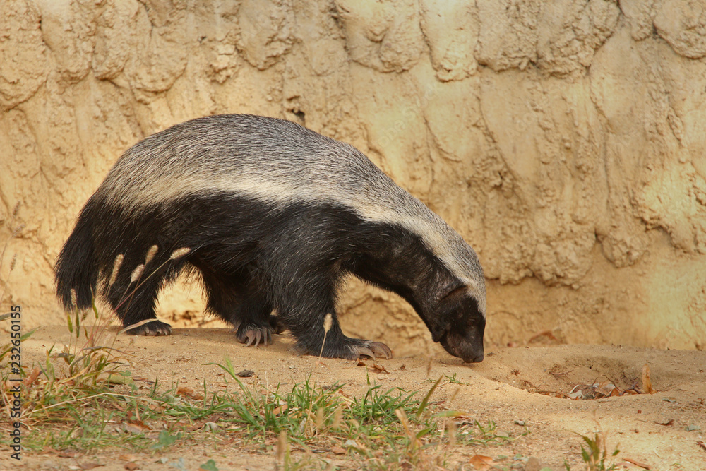 The honey badger, also known as the ratel. It is native to Africa ...