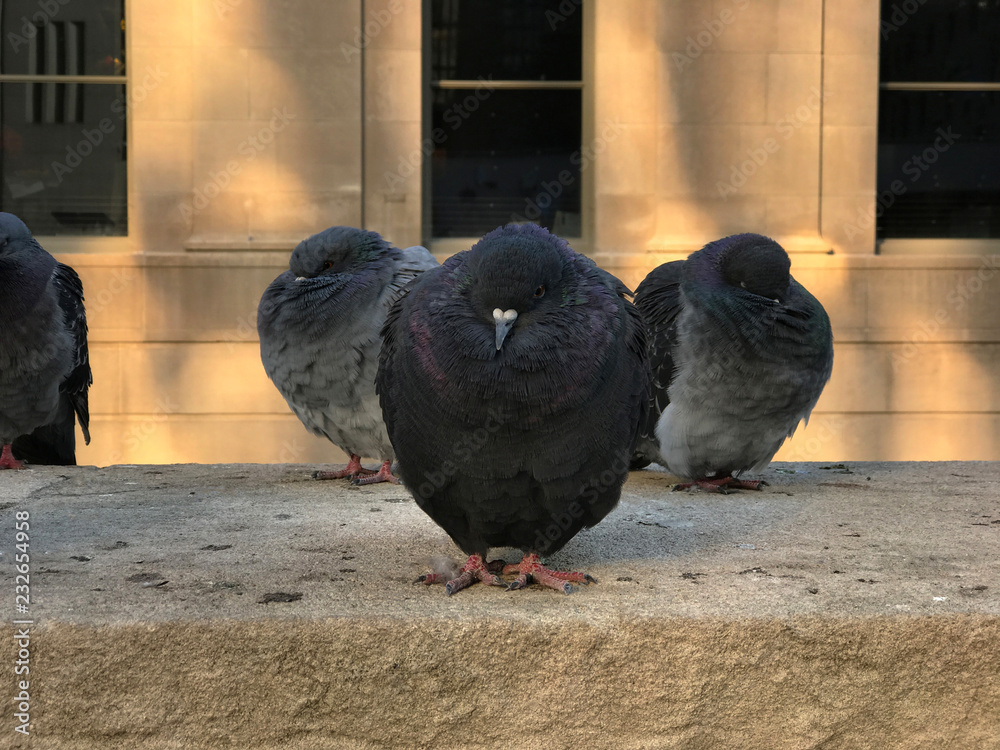 Very Fat Pigeons Hanging Out Stock Photo | Adobe Stock