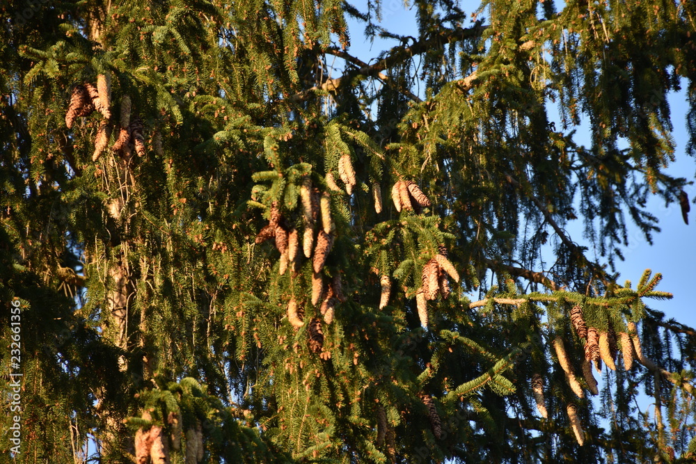 Nadelbaum, Fichte, Föhre, Zapfen, Samen, Ast, Nadeln, Baum ...