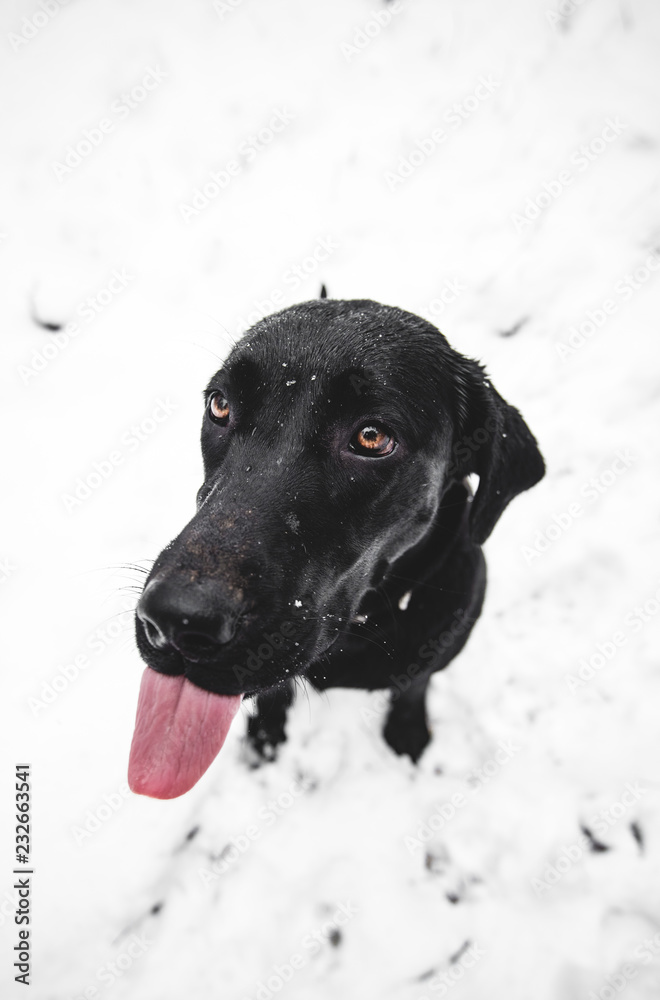 Black Lab Puppy Snow