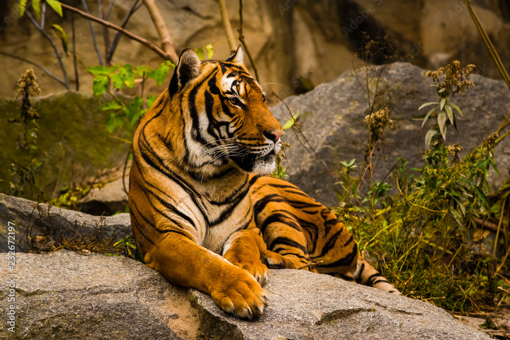 Big Tiger in a Zoo, A tiger is lying on a rock, nice big tiger in a ...