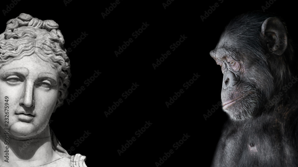 Collage of two contrast portraits of Chimpanzee and beautiful Roman ...