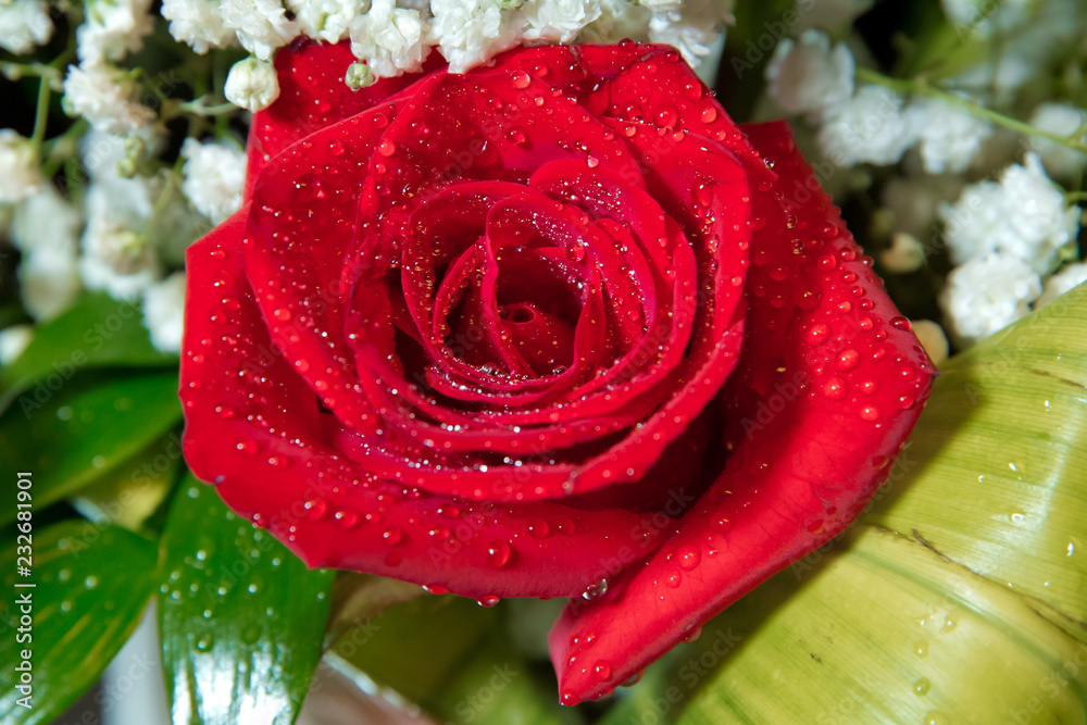 Beautiful red rose flower for valentines day . Red rose with water ...