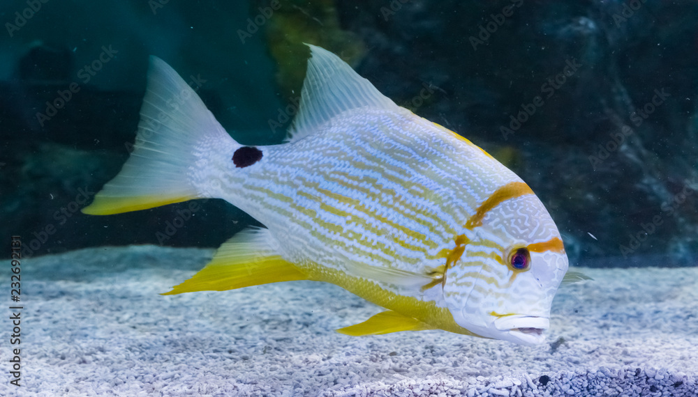 Yellow Saltwater Fish With Black Stripes