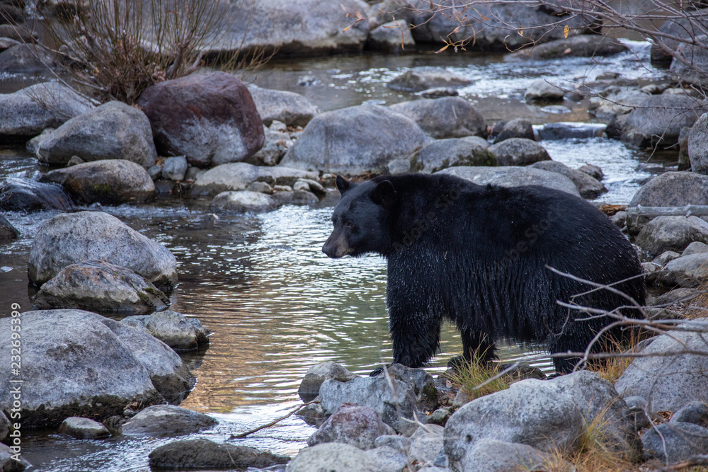Black Bear with White Chest Markings Standing on Shoreline of Taylor ...