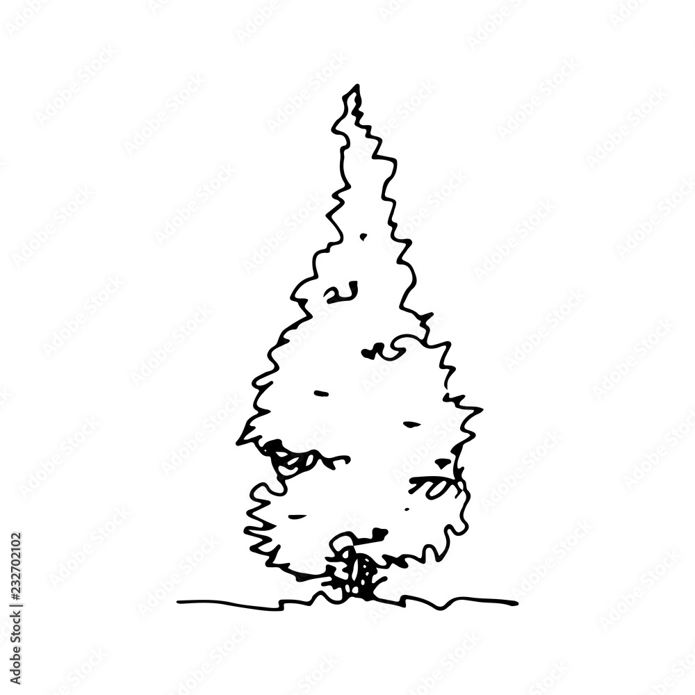 Hand drawn sketch thuja. Architect tree. Isolated shrubbery on ...
