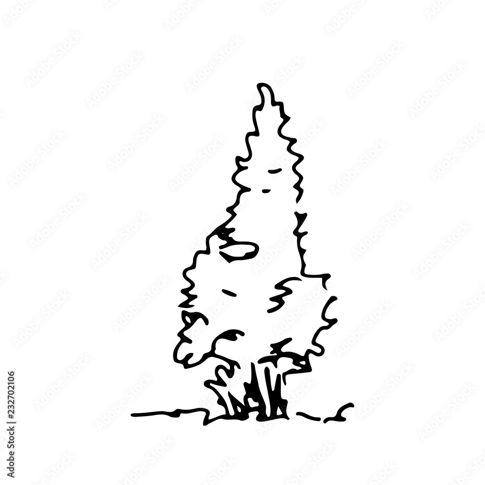 Hand drawn sketch thuja. Architect tree. Isolated shrubbery on ...