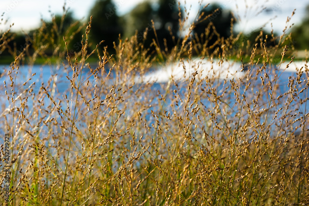 Beutiful Pennisetum alopecuroides - ornamental grass, fountain grass ...