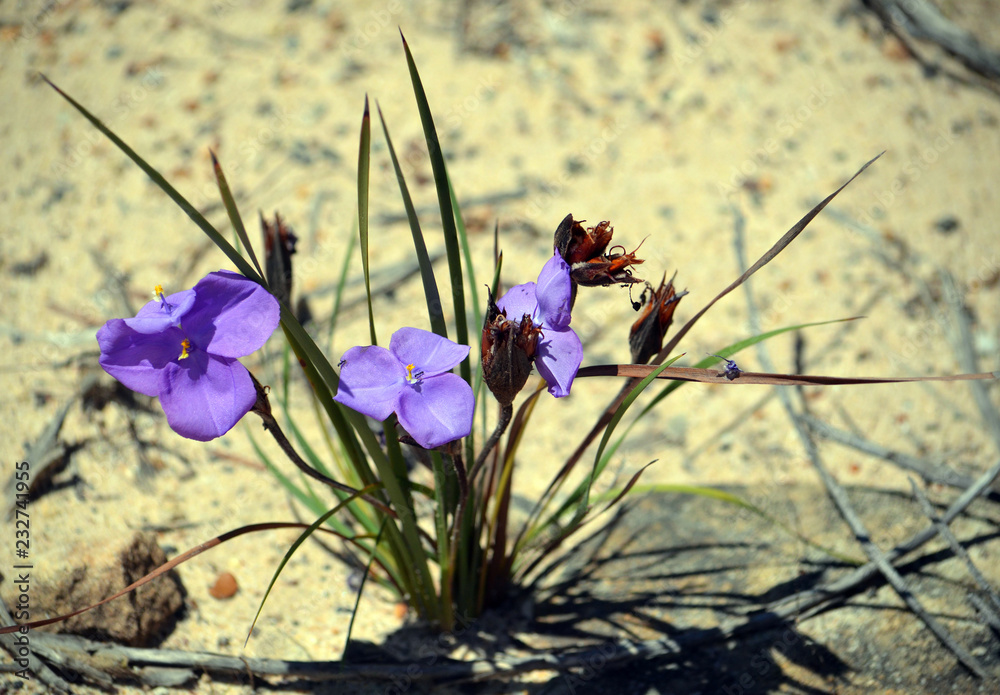 Australian native silky purple flag iris wildflowers, Patersonia ...